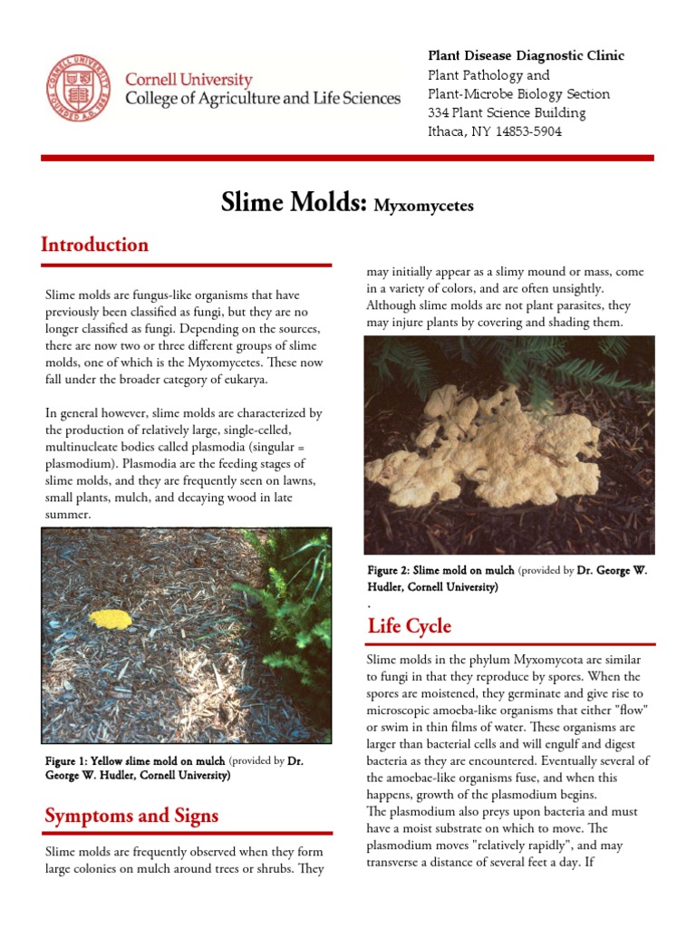Slime Molds | PDF | Biology | Organisms