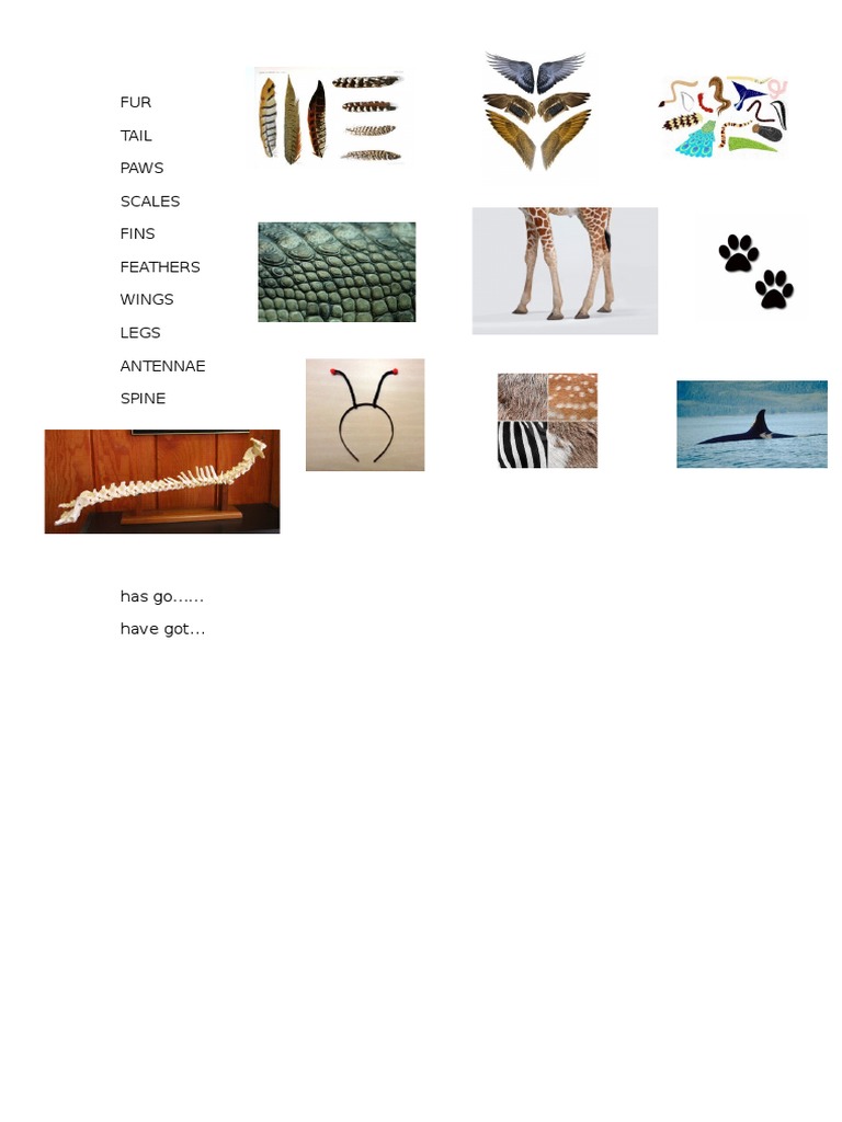FUR Tail Paws Scales Fins Feathers Wings Legs Antennae Spine | PDF