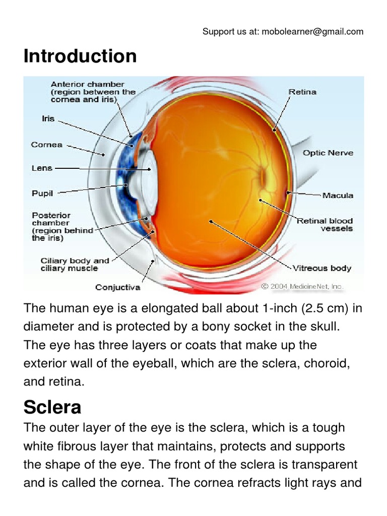 Anatomy of The Eye PDF | PDF | Human Eye | Visual System