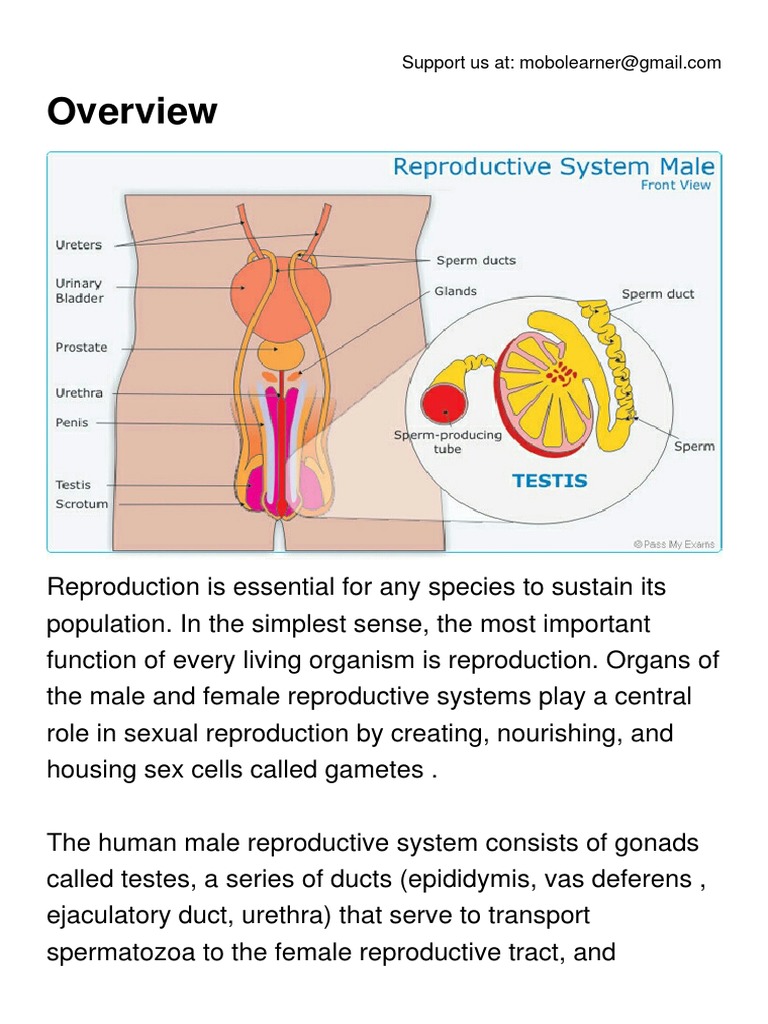 Male Reproductive System PDF | PDF | Testicle | Reproductive System