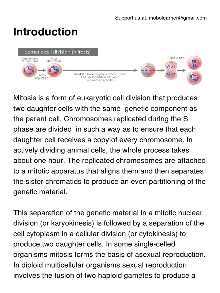 Introduction to Mitosis and Cell Division | PDF | Mitosis | Chromosome