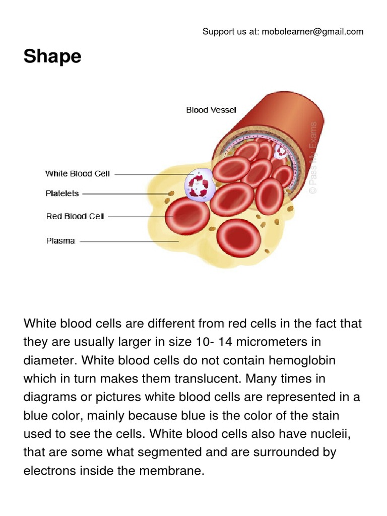 White Blood Cells (WBC) PDF | PDF