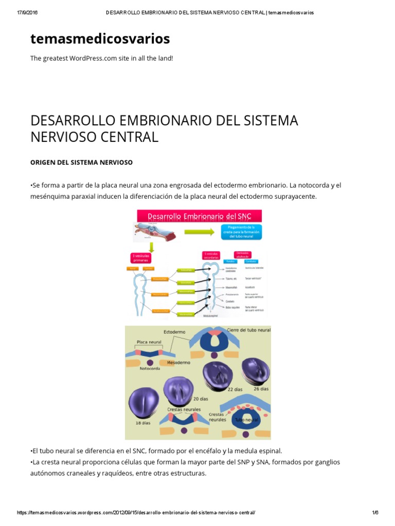 Desarrollo Embrionario Del Sistema Nervioso Central | Médula espinal ...