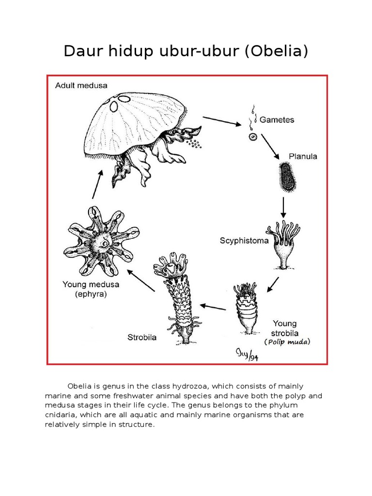 Daur Hidup Ubur Ubur2 | PDF