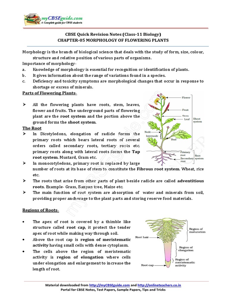 11 Biology Notes ch05 Morphology of Flowering Plants PDF | PDF | Seed ...