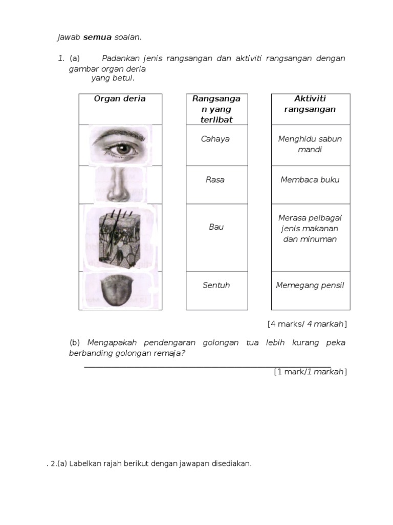 Rangsangan dan Organ Deria Manusia | PDF