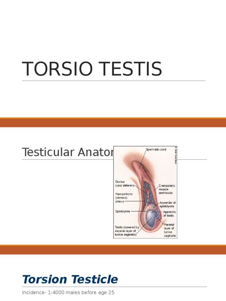 Torsio Testis | PDF | Testicle | Medical Specialties