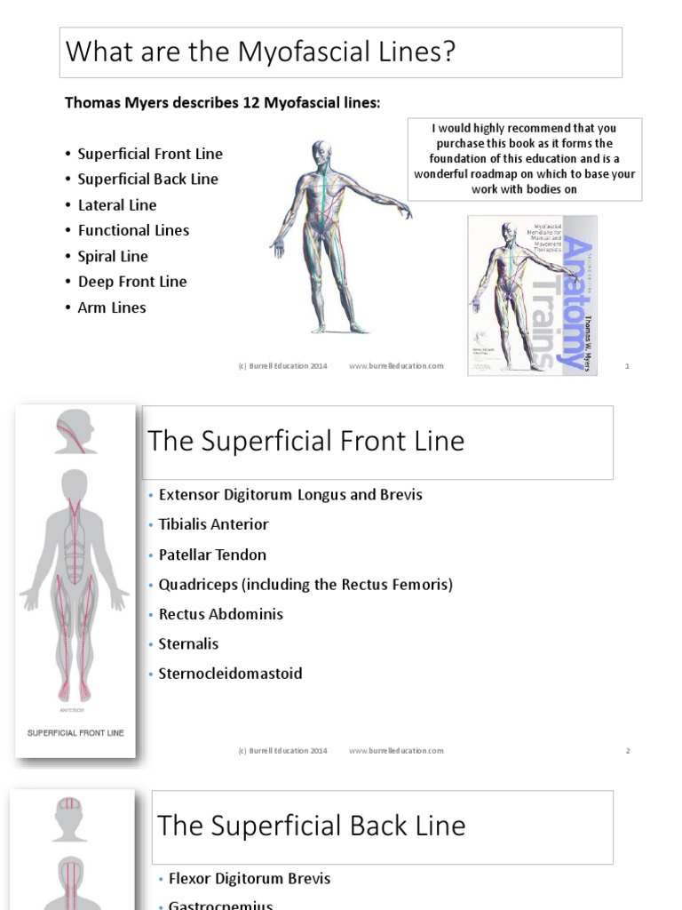 Myofascial Lines | Arm | Limbs (Anatomy)