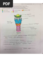 Reproductive System Chapter 16 Key Answer | PDF