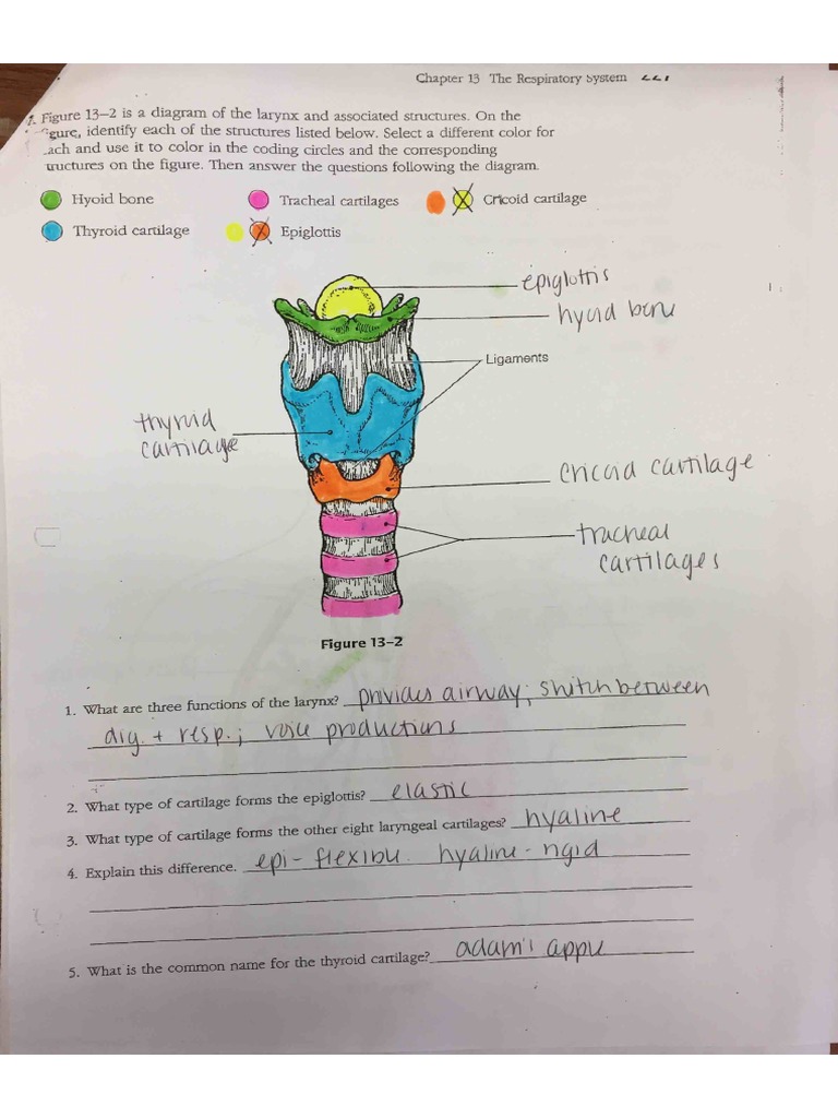 Trachea and Lower Respiratory System Diagrams Key | PDF