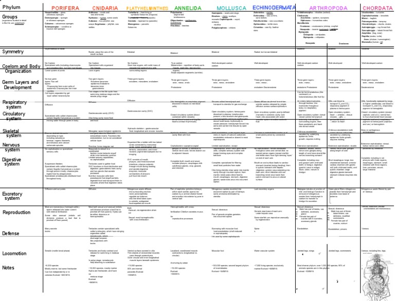 Animal Phylum Poster | PDF | Stomach | Skeleton