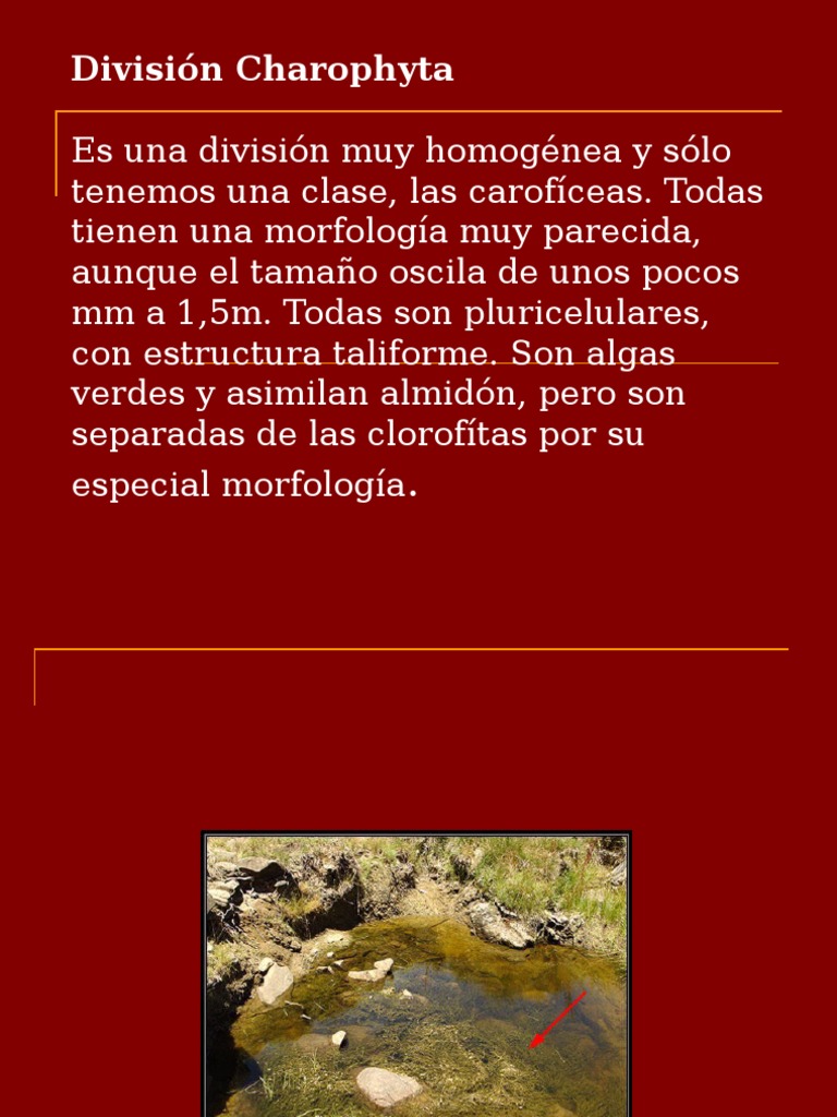 División Charophyta 2006 | PDF | Algas | Biología Celular)