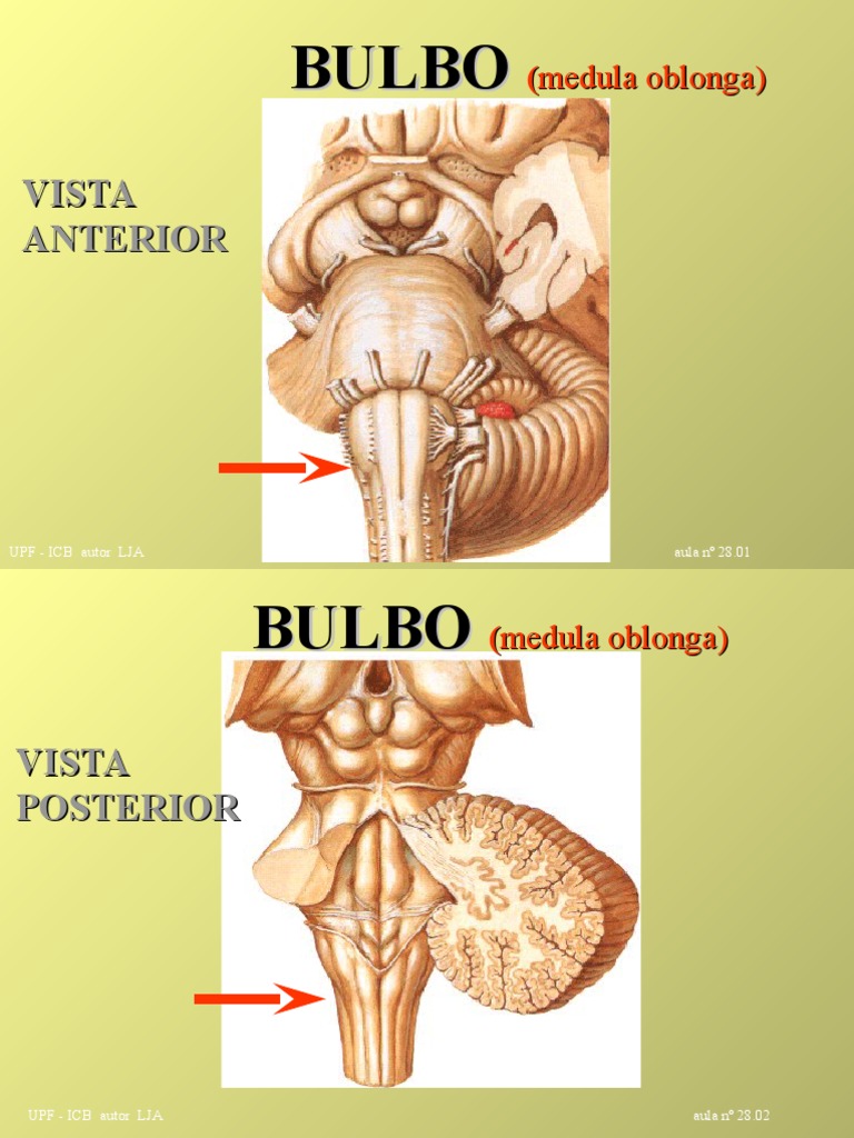 Anatomía del Bulbo Raquídeo | PDF | Órgano (anatomía) | Anatomía de los ...