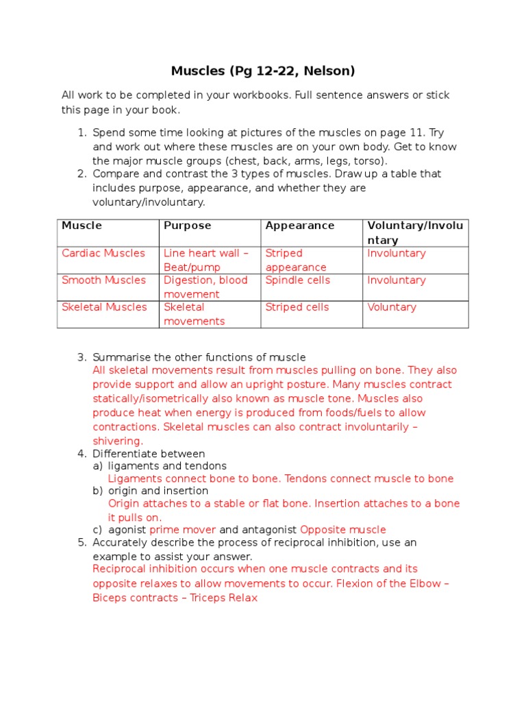 Muscles Worksheet Answers | PDF | Muscle | Tissue (Biology)