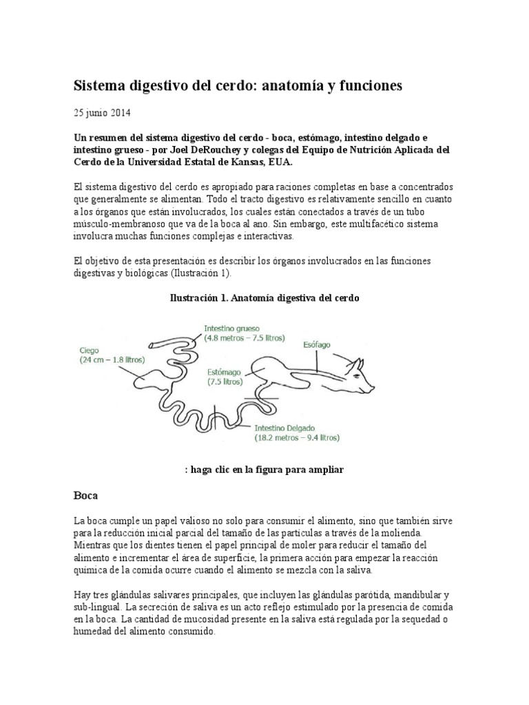Sistema Digestivo Del Cerdo | Digestión | Páncreas