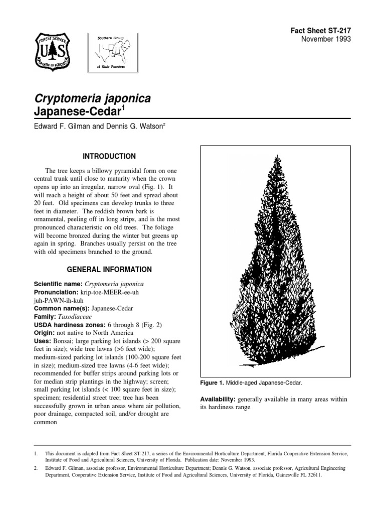 Cryptomeria Japonica | PDF | Trees | Pruning