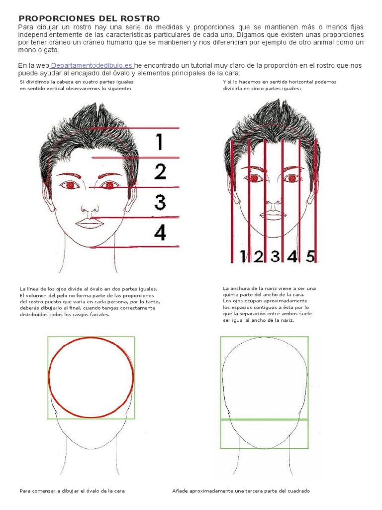 Proporciones del rostro: Un tutorial sobre las medidas y relaciones ...
