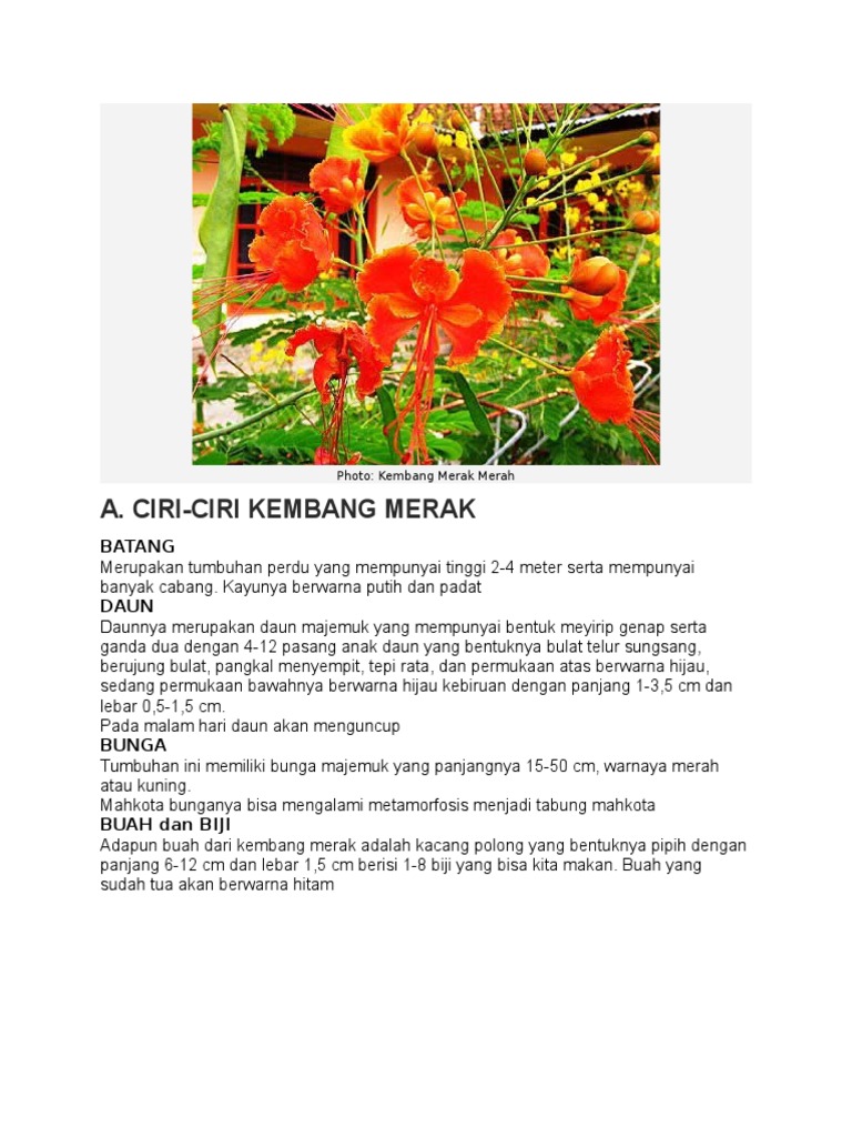 Bunga Merak | PDF
