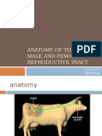 Female Cattle Reproductive Anatomy | PDF | Uterus | Animal Female ...