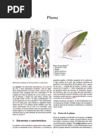 Anatomía de los Peces Teleósteos | PDF | Vena | Pescado