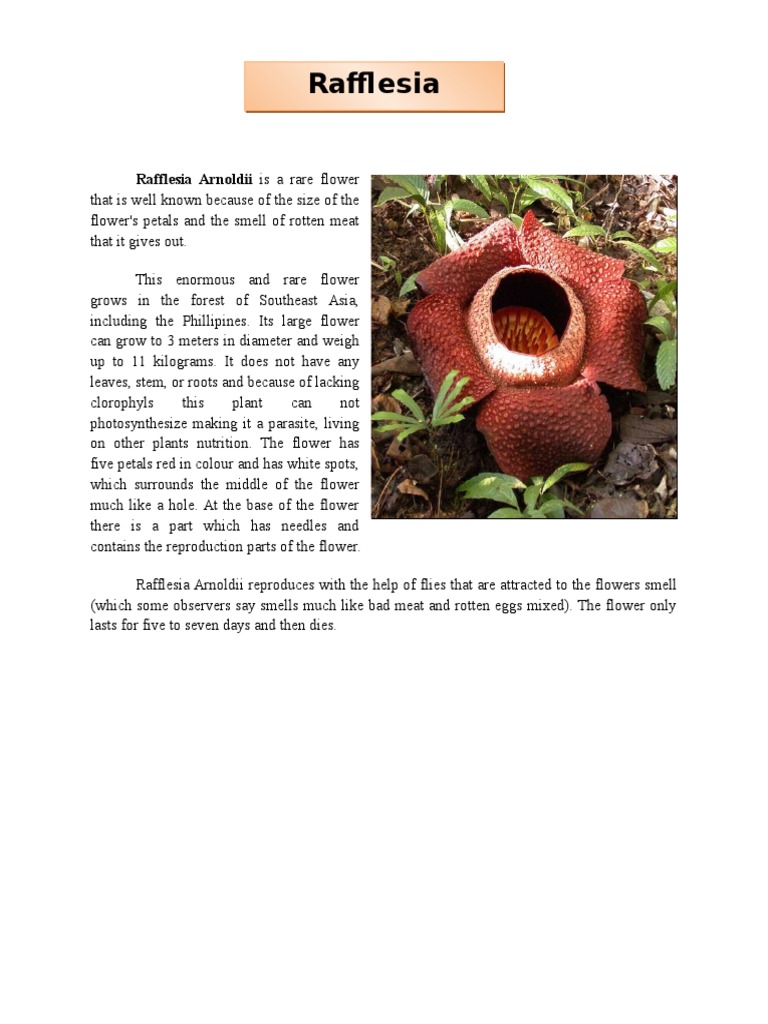 Rafflesia Arnoldii Is A Rare Flower That Is Well Known Because of The ...