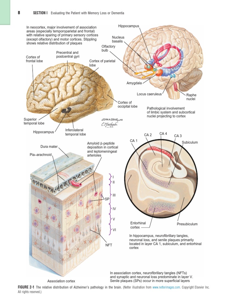 Neocortex | Download Free PDF | Neocortex | Cerebral Cortex