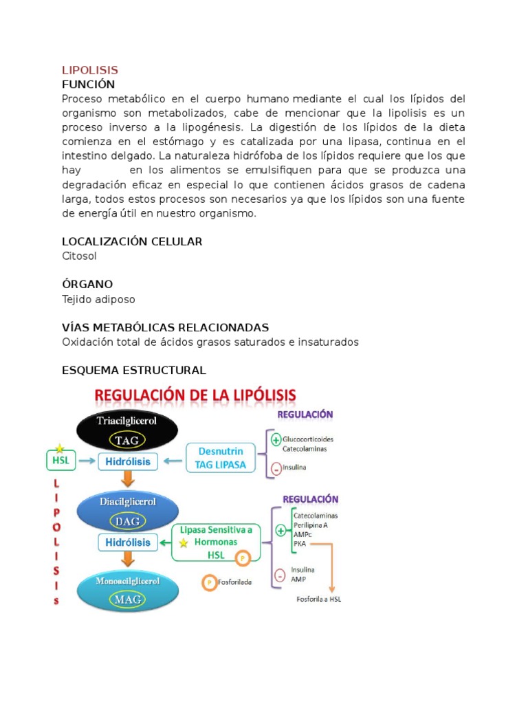 LIPOLISIS | Metabolismo | Bioquímica