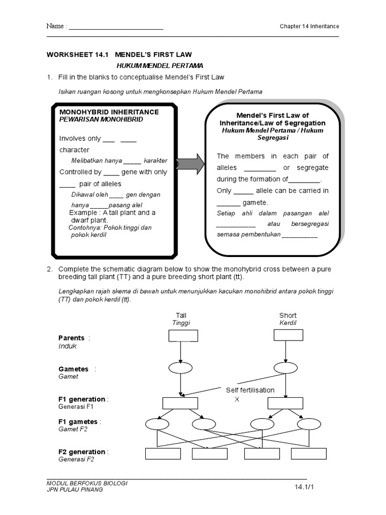 Mendel's First Law Worksheet | PDF | Genotype | Life Sciences