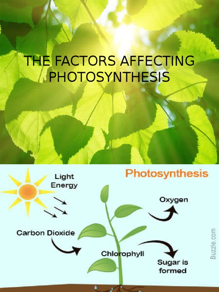 The Factors Affecting Photosynthesis | PDF | Photosynthesis | Carbon Dioxide