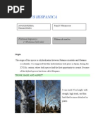 Eucalyptus Tree Adaptations Explained | PDF | Eucalyptus | Trees