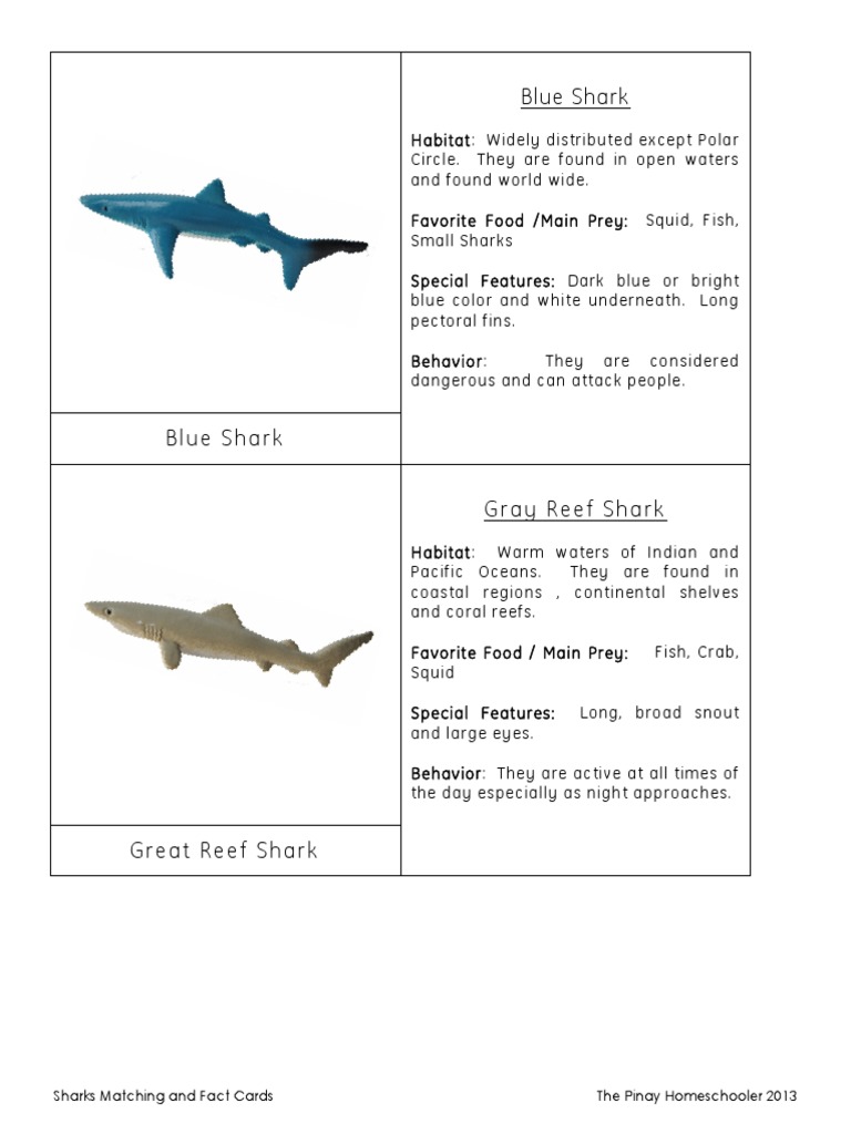 Shark Matching and Fact Cards | PDF | Sharks | Predation