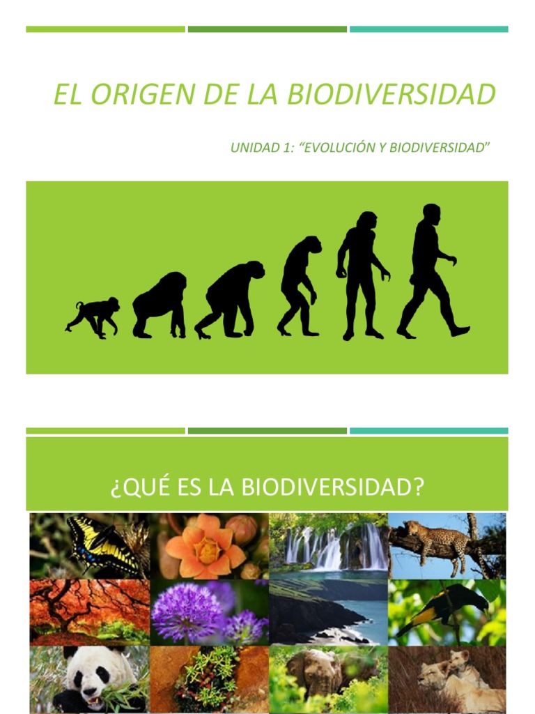 1º Medio 01 El Origen De La Biodiversidad Pdf Especies Evolución