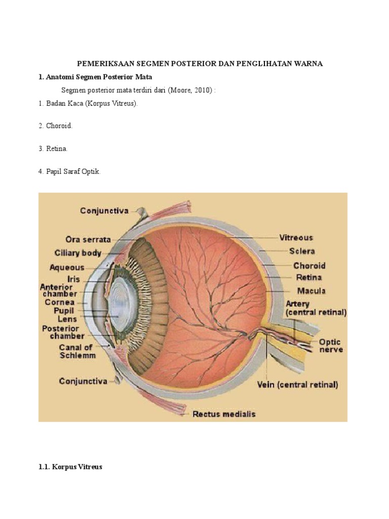 Pemeriksaan Segmen Posterior Mata | PDF | Griya & Taman | Kesehatan ...
