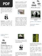 Infografia Del Panda | PDF | Panda gigante | Osos