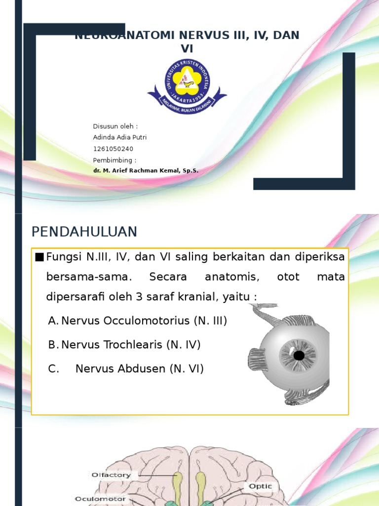 Neuroanatomi 3 4 6 | PDF