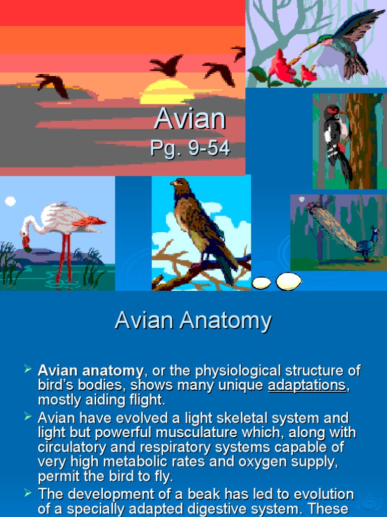 Avian Anatomy and Flight Adaptations | PDF | Feather | Heart