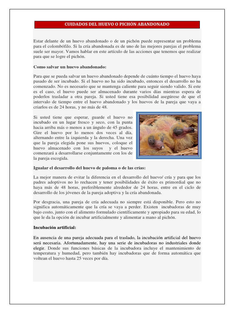 Cuidados Del Huevo | PDF | Huevo | Columbidae