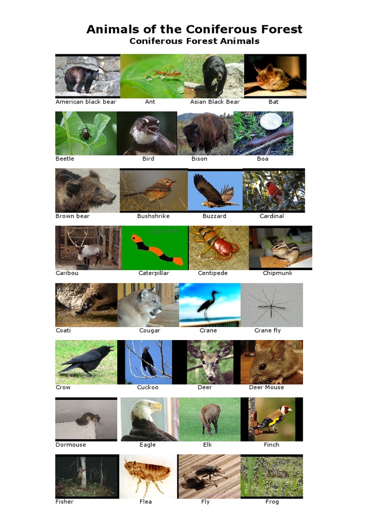 Coniferous Forest Animals Coniferous Forest PowerPoint | Teach Starter