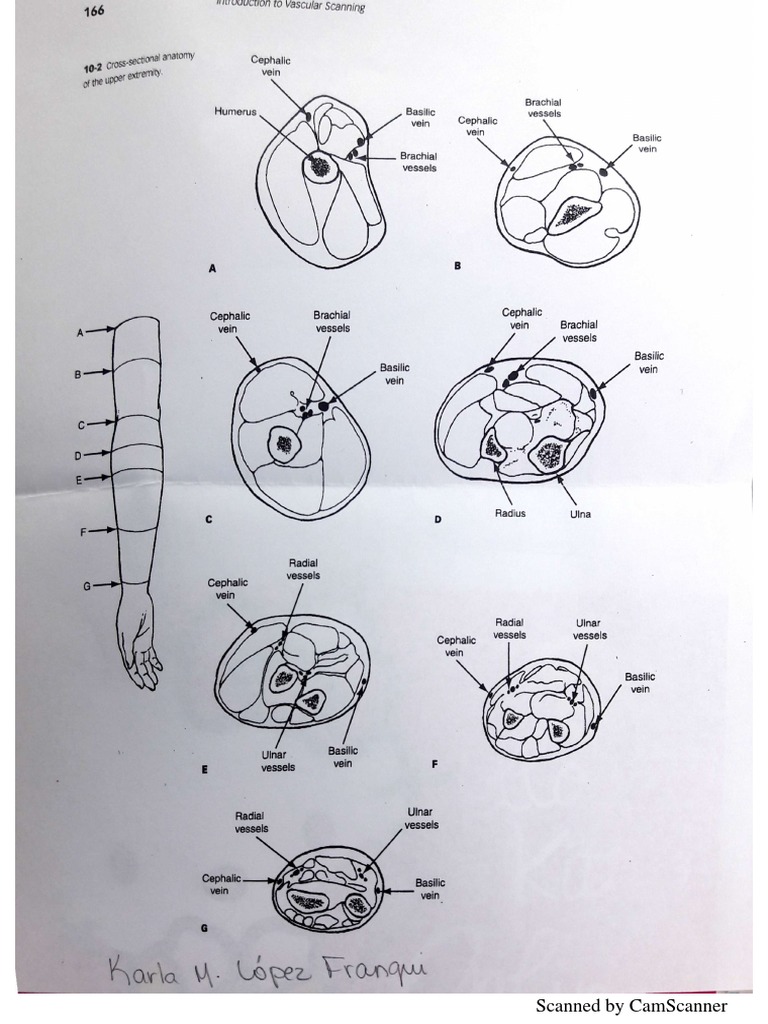 Ext Sup Vascular | PDF