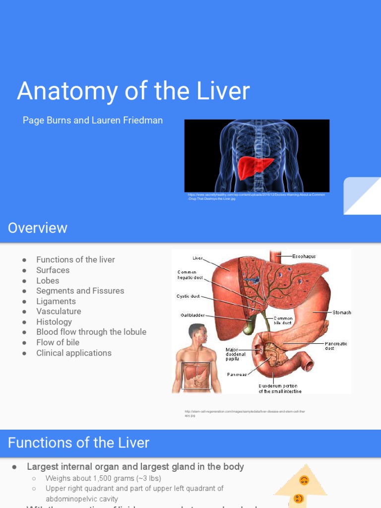 Anatomy of The Liver | PDF | Liver | Vein