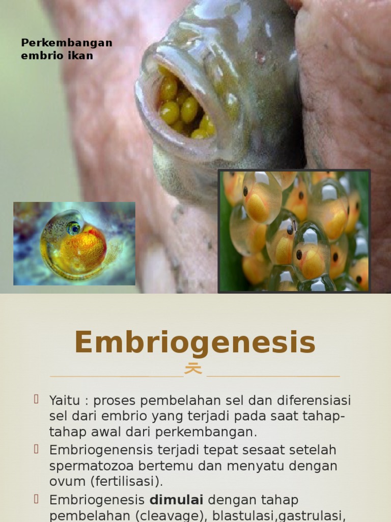 Perkembangan Embrio Ikan | PDF