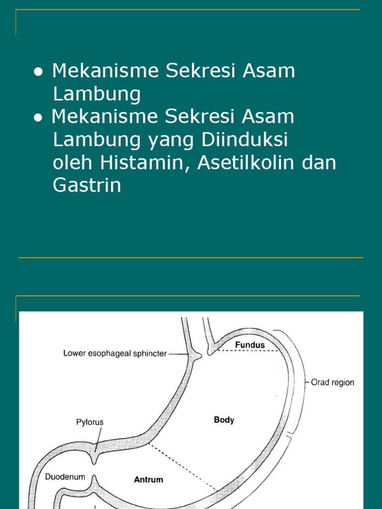 Mekanisme Sekresi HCL Lambung | PDF