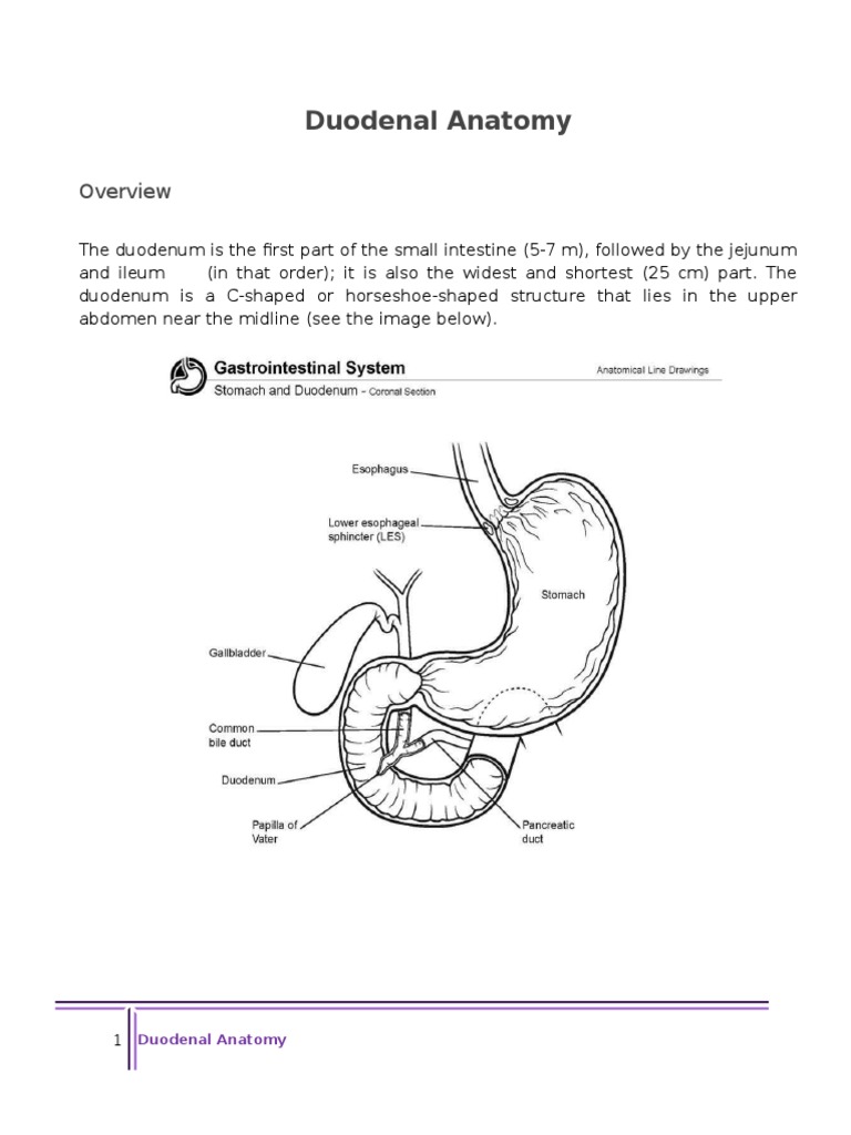 Duodenal Anatomy | PDF | Digestive System | Abdomen