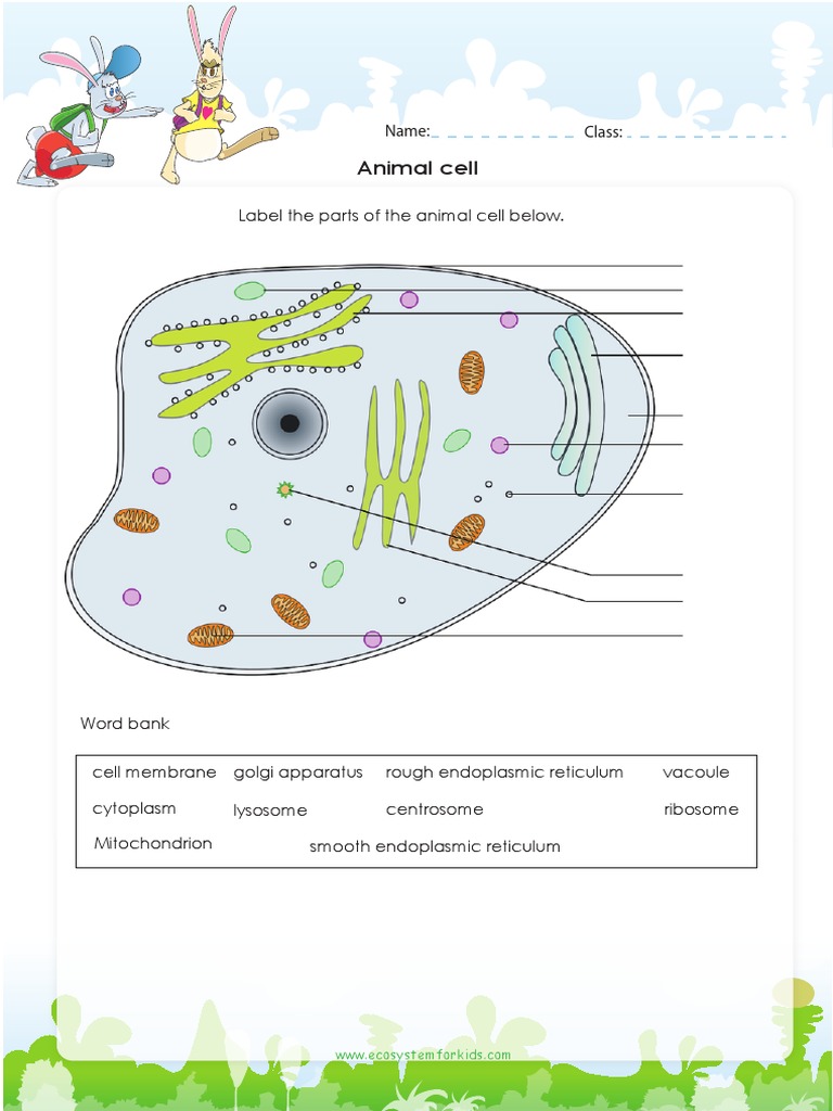 Step 3 Science Animal-Cell-Diagram | PDF