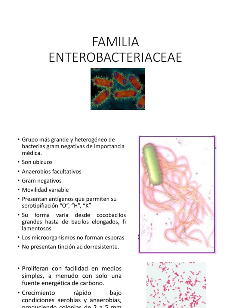 Familia Enterobacteriaceae | Escherichia coli | Salmonella