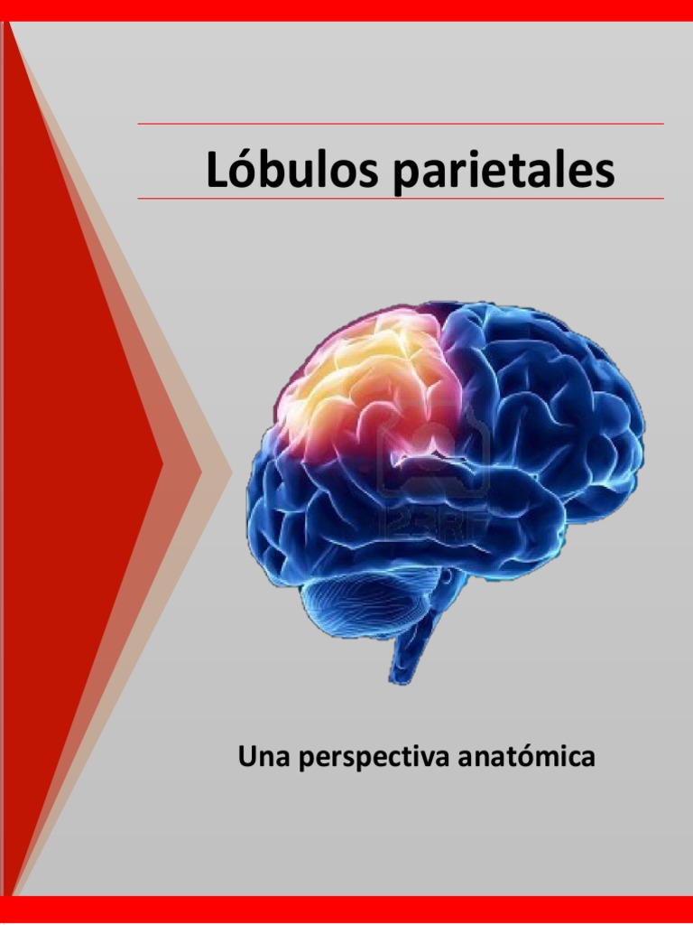 Lobulos parietales completo.pdf | Neocortex | Epilepsia