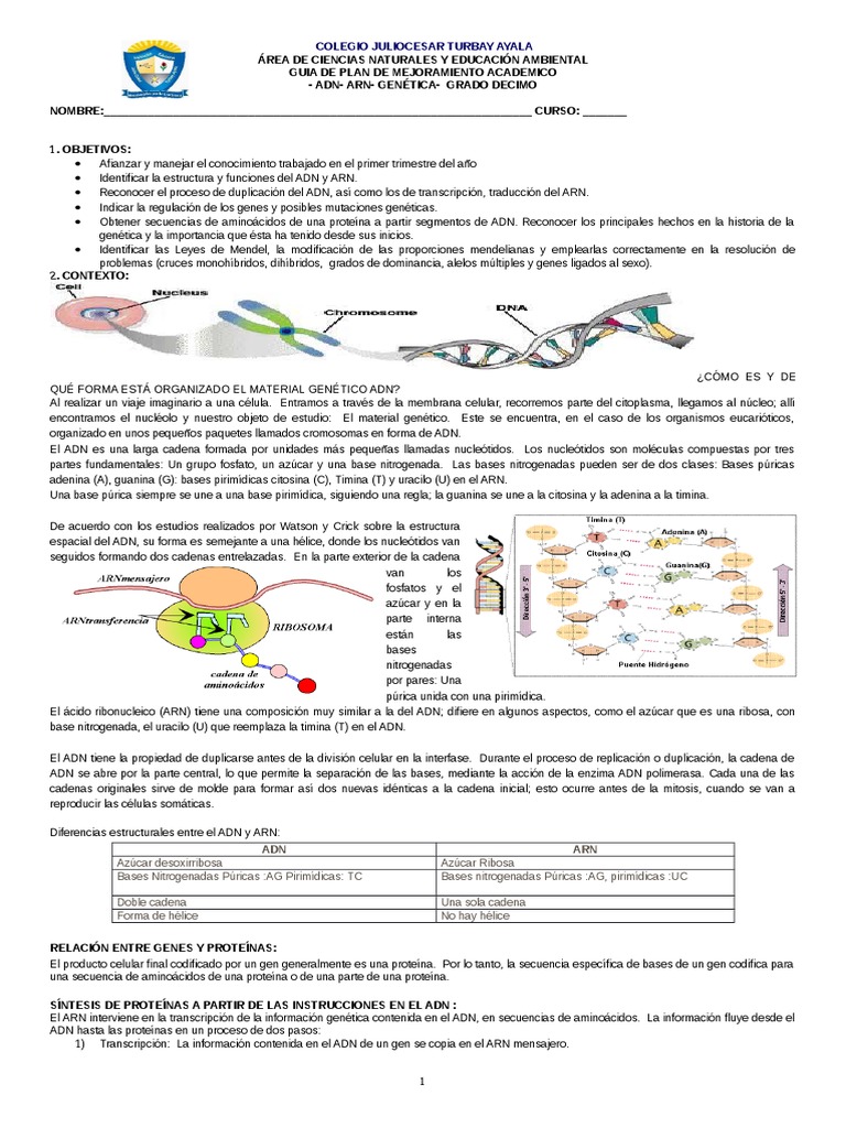 Guia de ADN Y ARN | PDF | Rna | Tipo de sangre