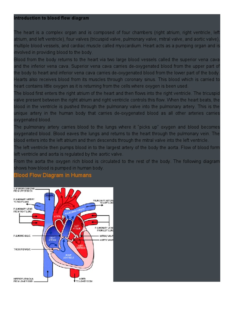 Blood Flow Diagram of the Human Heart | PDF