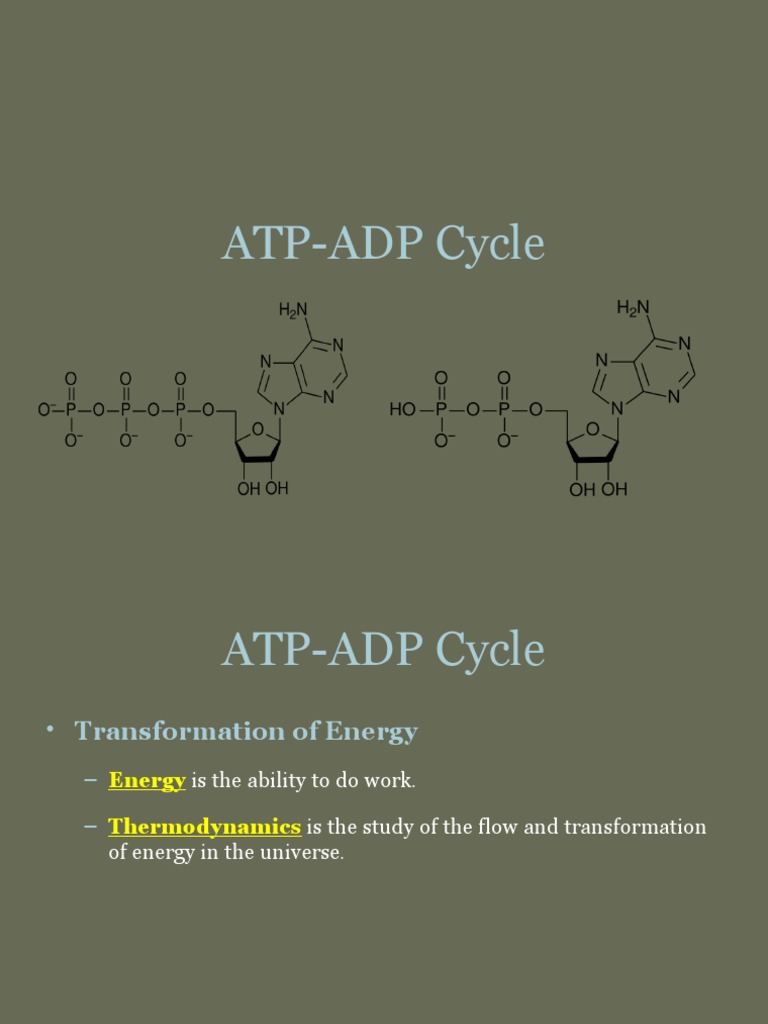 4.1 ATP-ADP Cycle