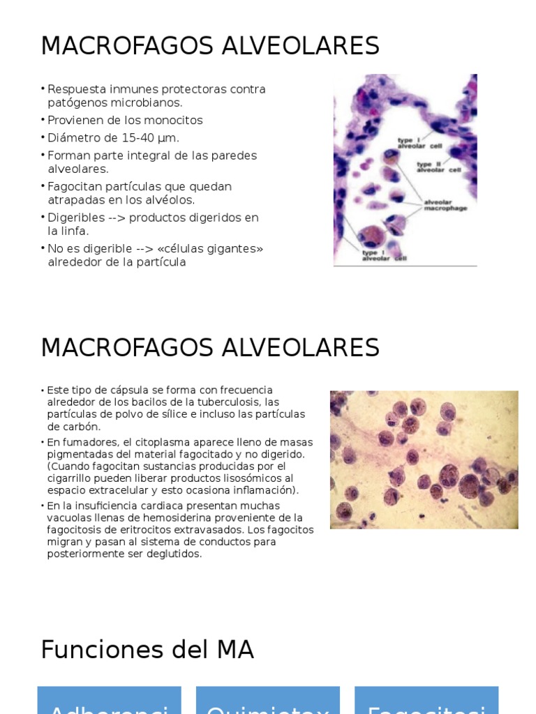 Macrofagos Alveolares | PDF